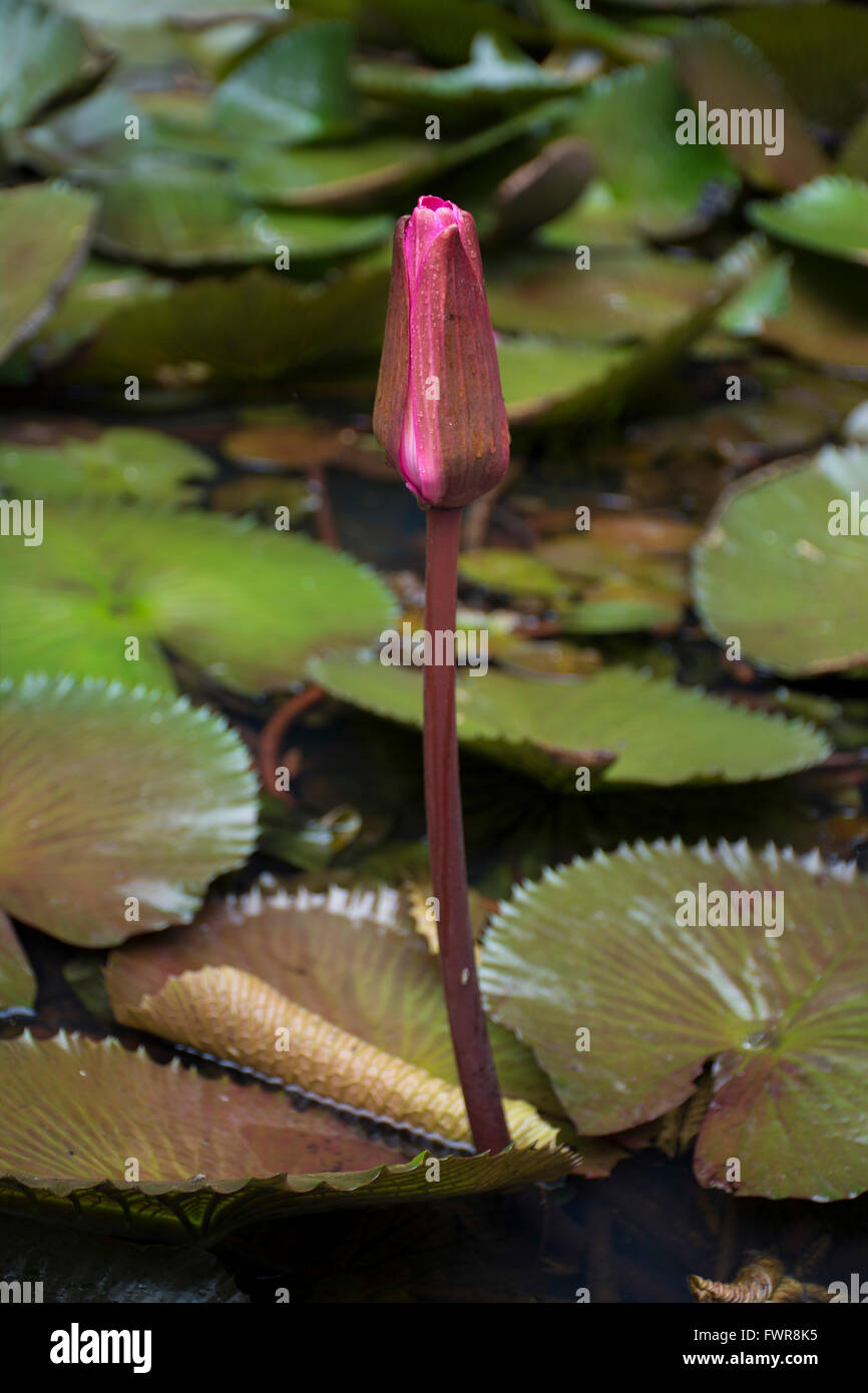 Monsoon lily hi-res stock photography and images - Alamy