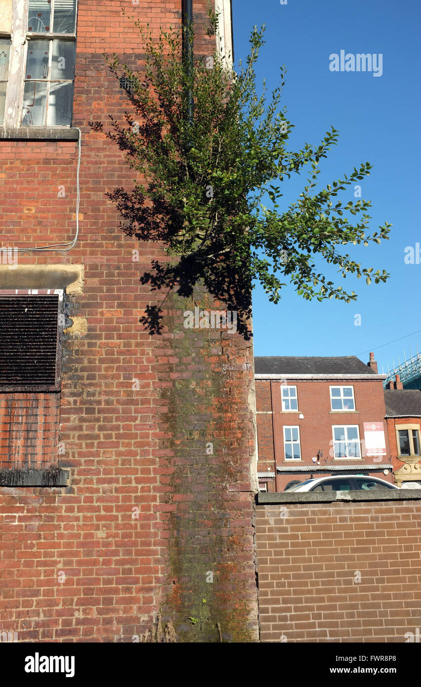A large tree plant taking root in the brickwork of a town centre ...