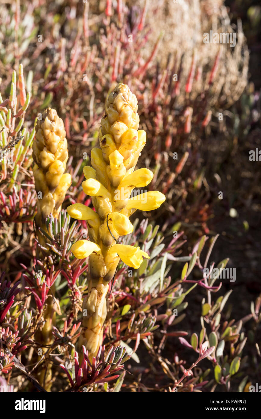 A spike of the parasitic Yellow Broomrape on a Portuguese salt marsh in ...