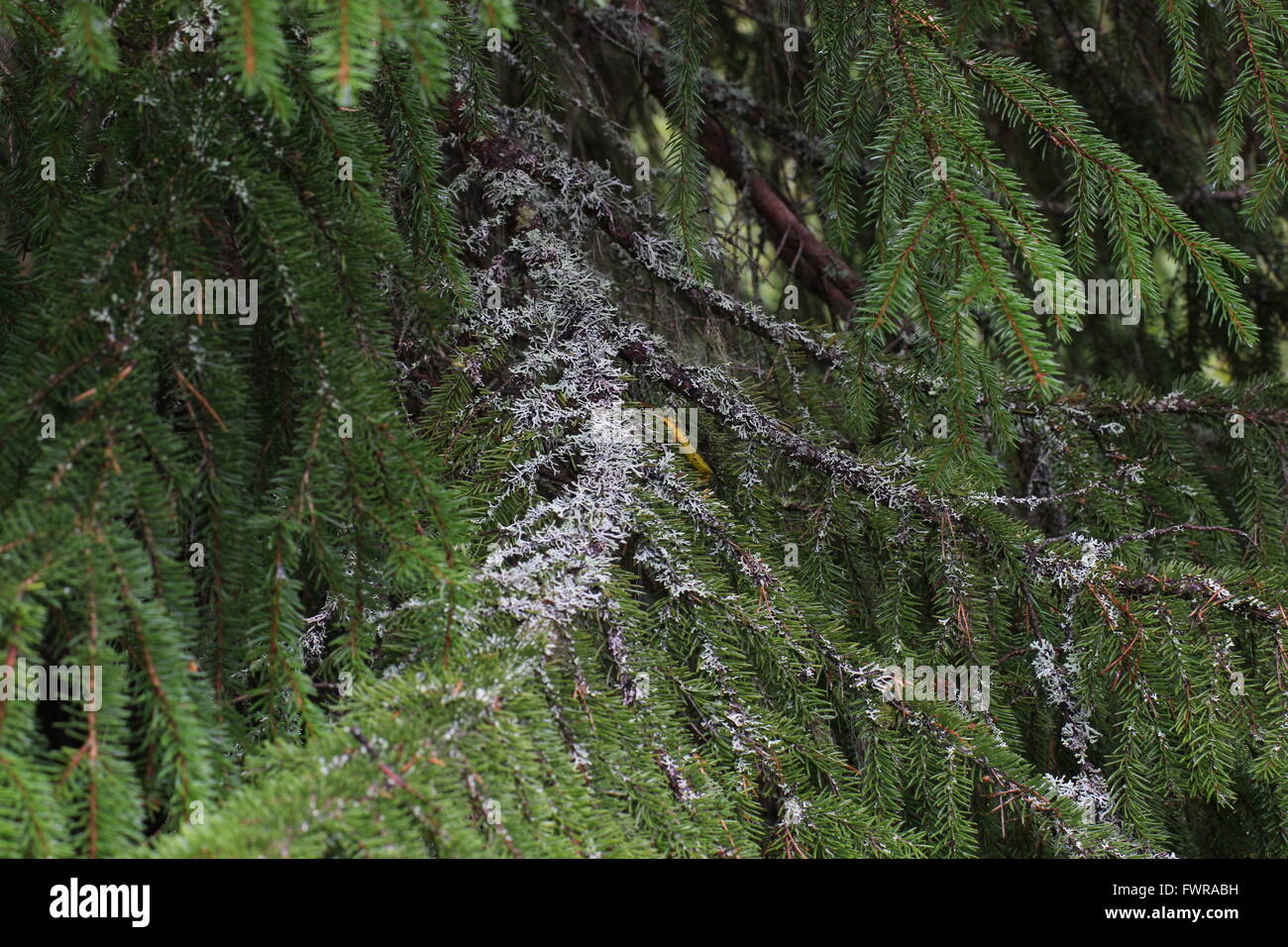 Conifer tree pest hi-res stock photography and images - Alamy