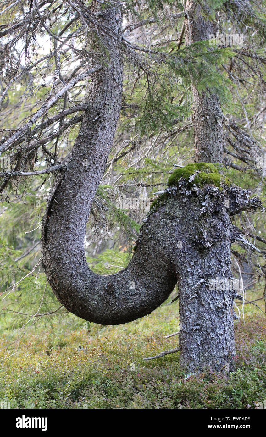 Curious tree in a Swedish forest. It bent down but continued to grow ...