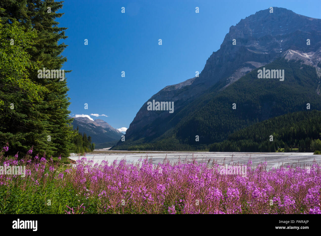 Spring in Banff National Park Stock Photo - Alamy