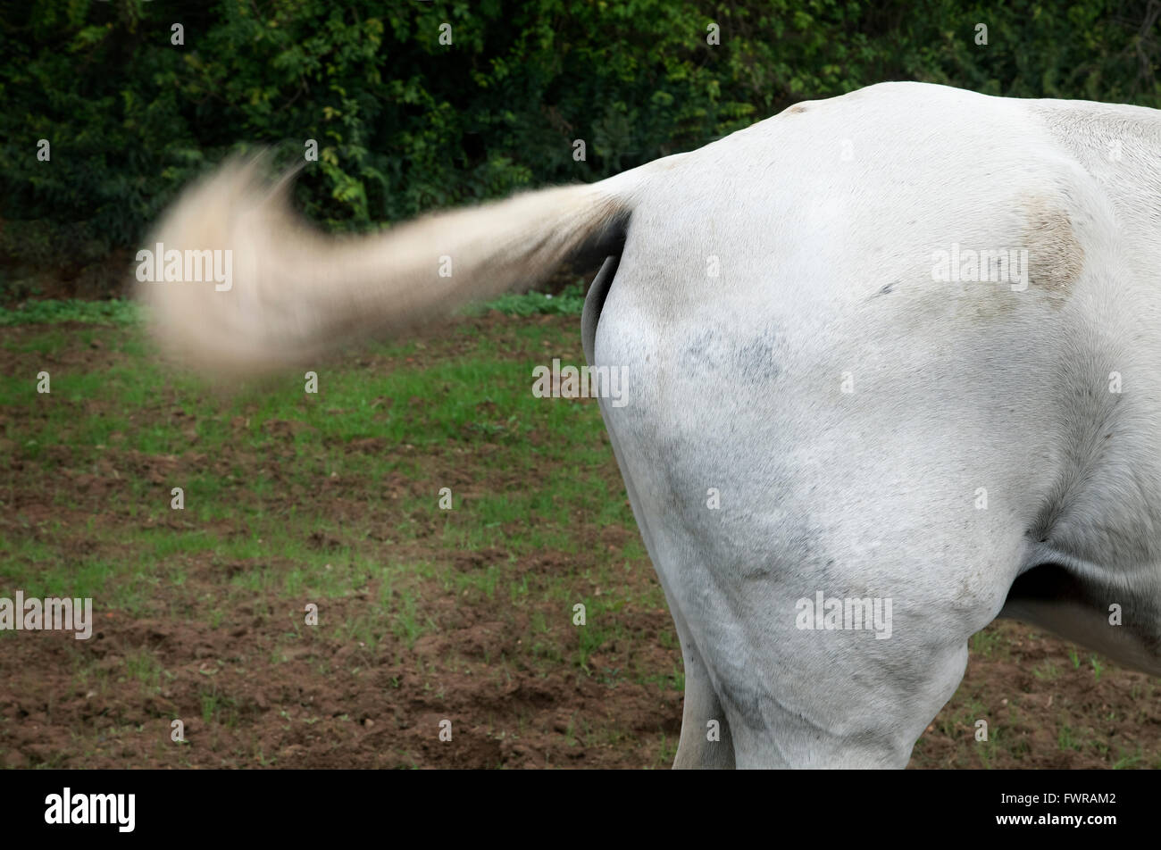 Tail horse motion Stock Photo - Alamy