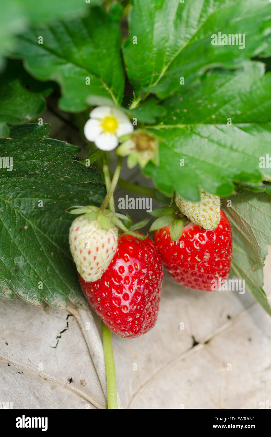 Growing of fruits hi-res stock photography and images - Alamy