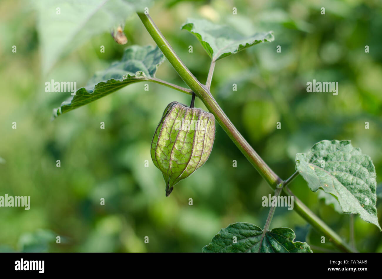 Hogweed, Ground Cherry Stock Photo - Alamy