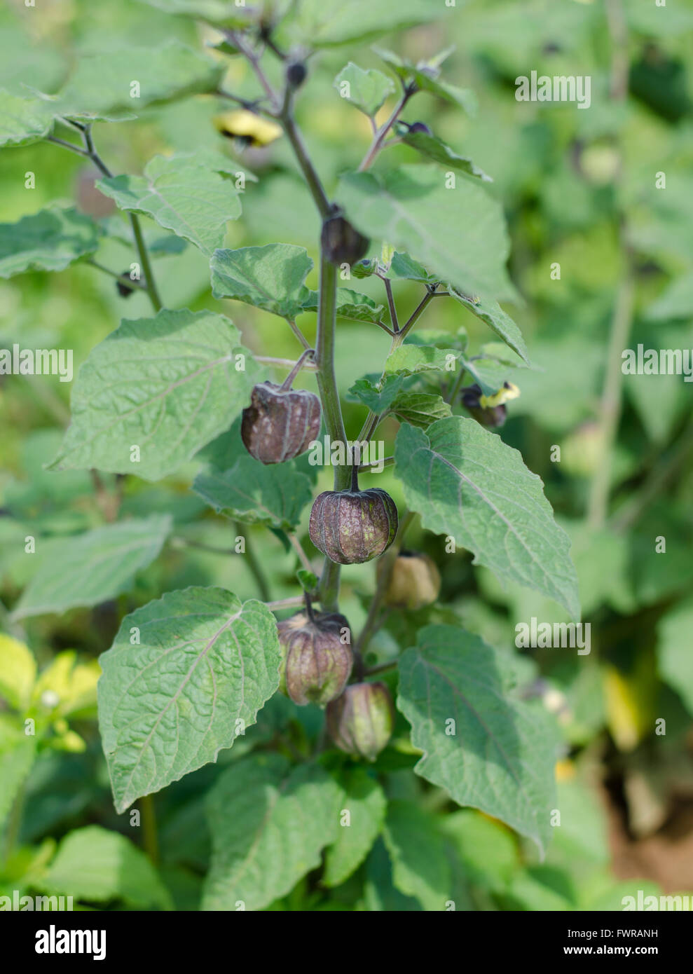 Hogweed, Ground Cherry Stock Photo - Alamy