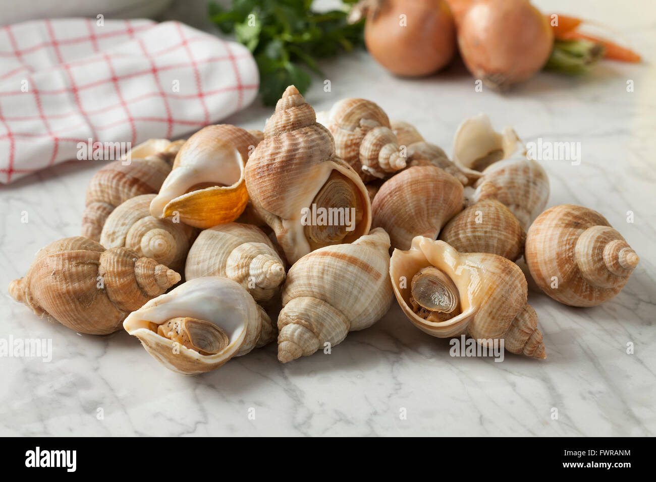 Common whelks hi-res stock photography and images - Alamy