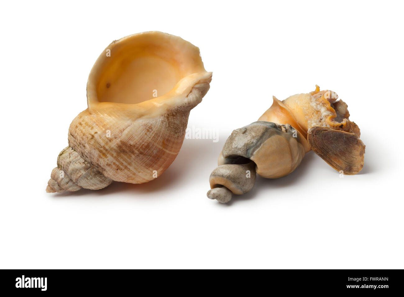 Single fresh cooked common whelk on white background Stock Photo - Alamy