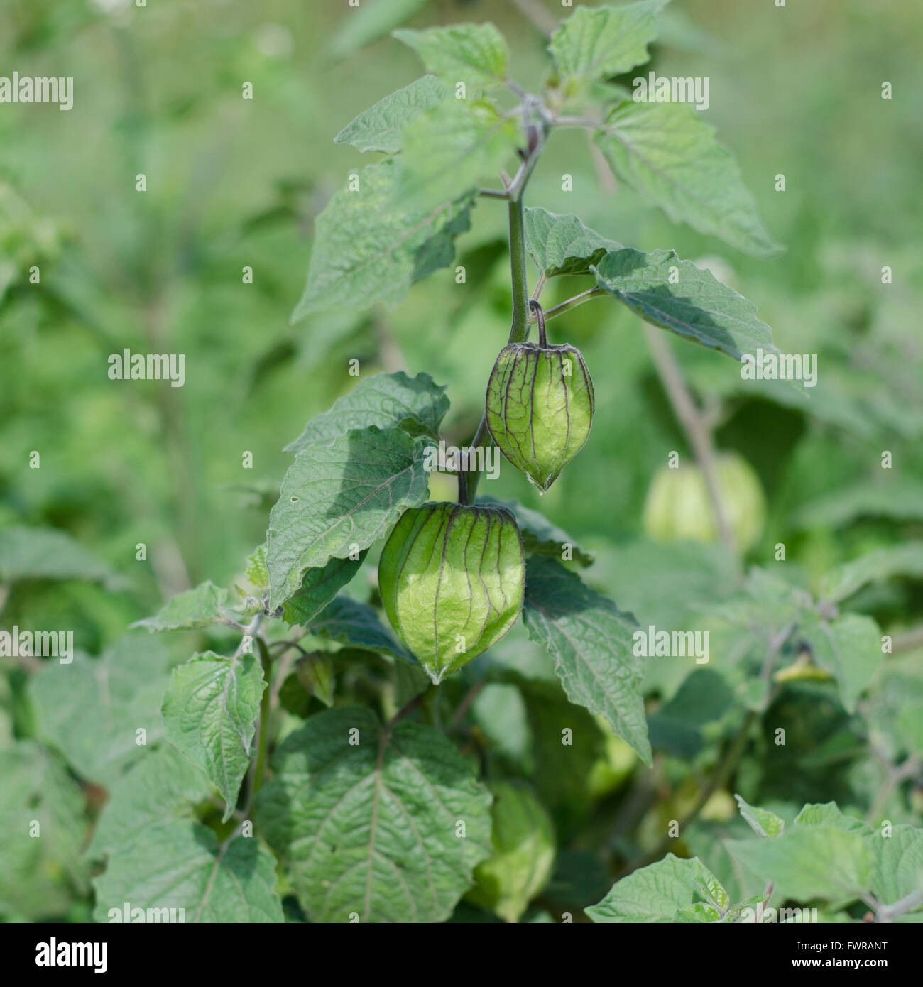 Hogweed, Ground Cherry Stock Photo - Alamy