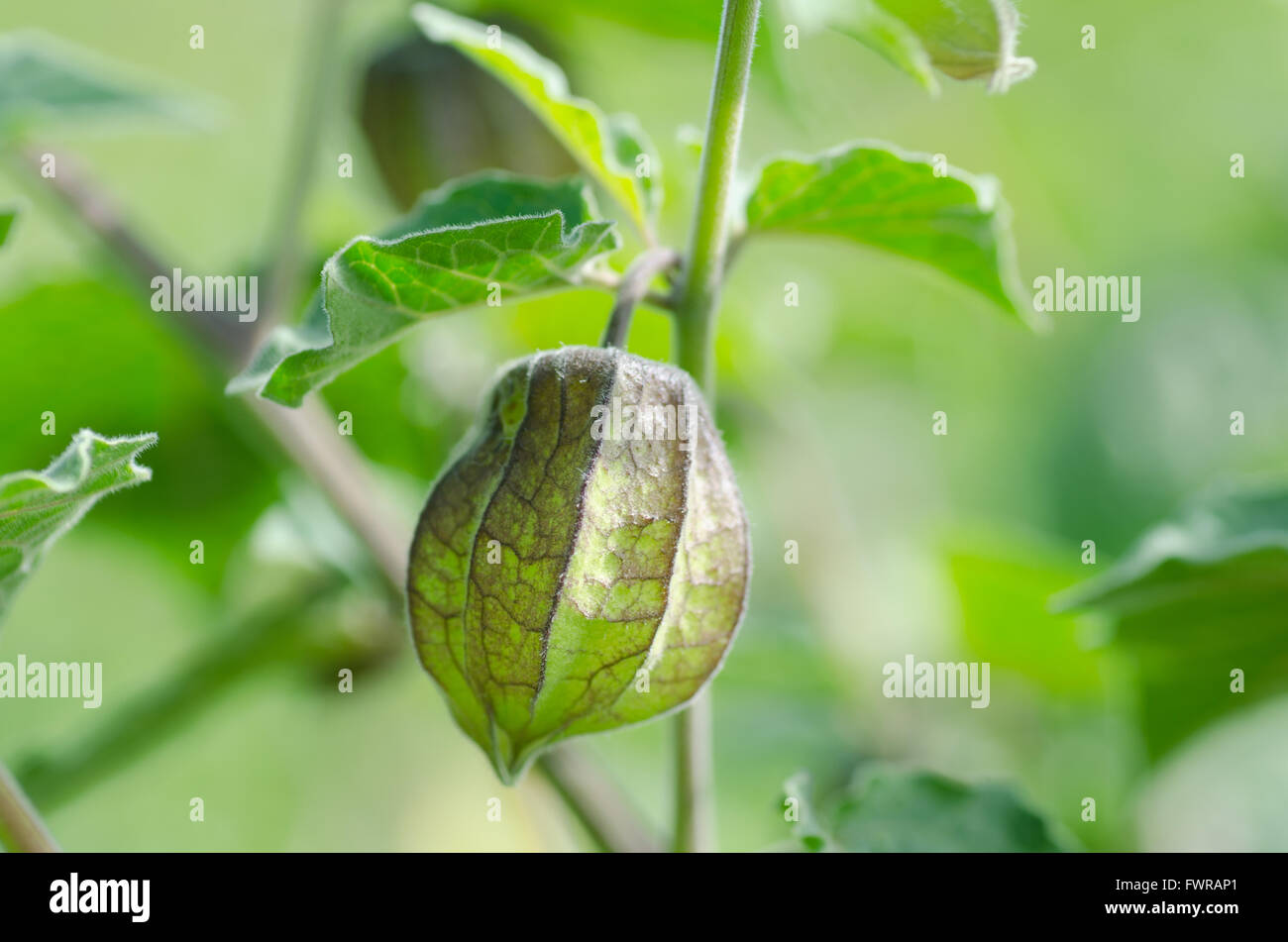 Hogweed, Ground Cherry Stock Photo - Alamy