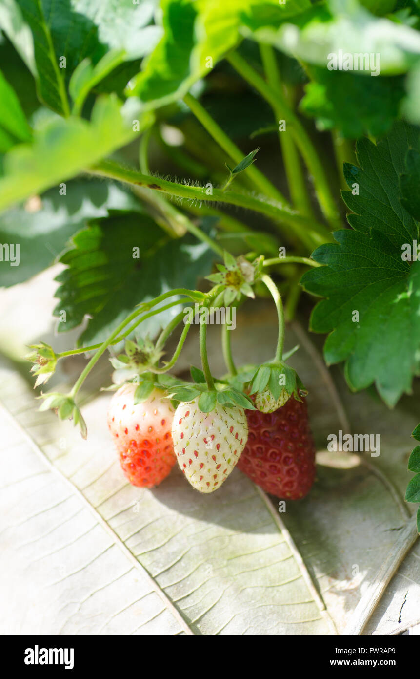 Strawberry fruits growing on vine Stock Photo - Alamy