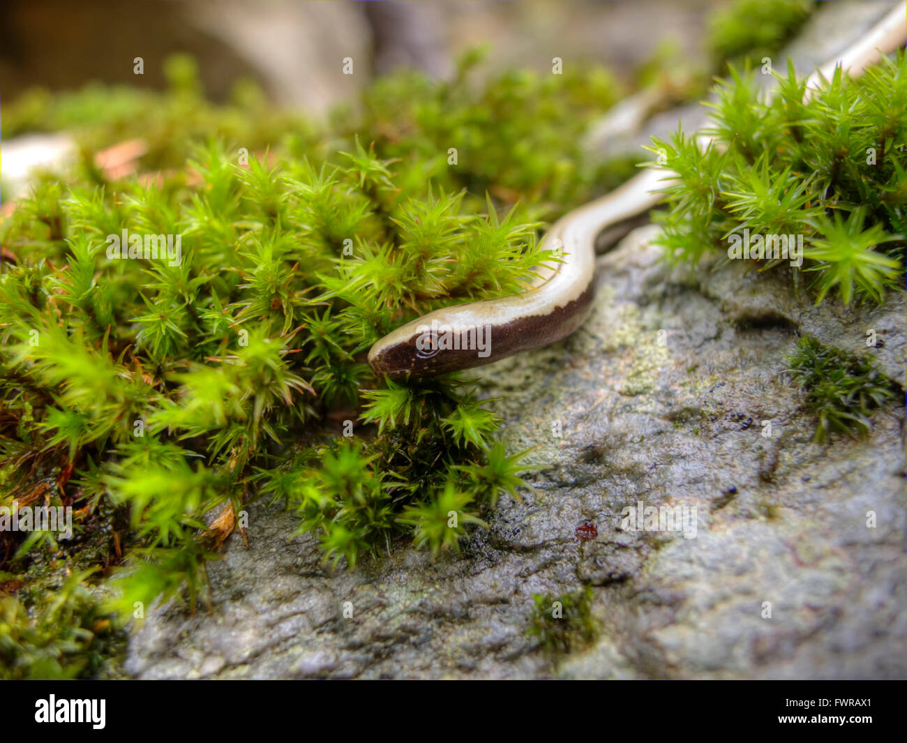 Anguis fragilis, slow worm Stock Photo - Alamy