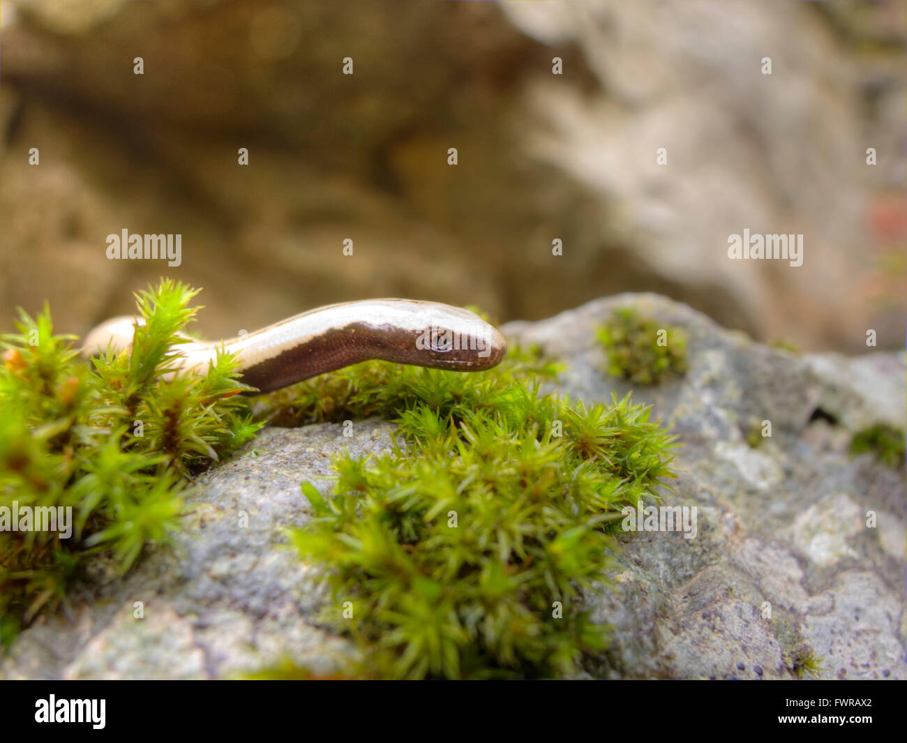 Young slow worm hi-res stock photography and images - Alamy