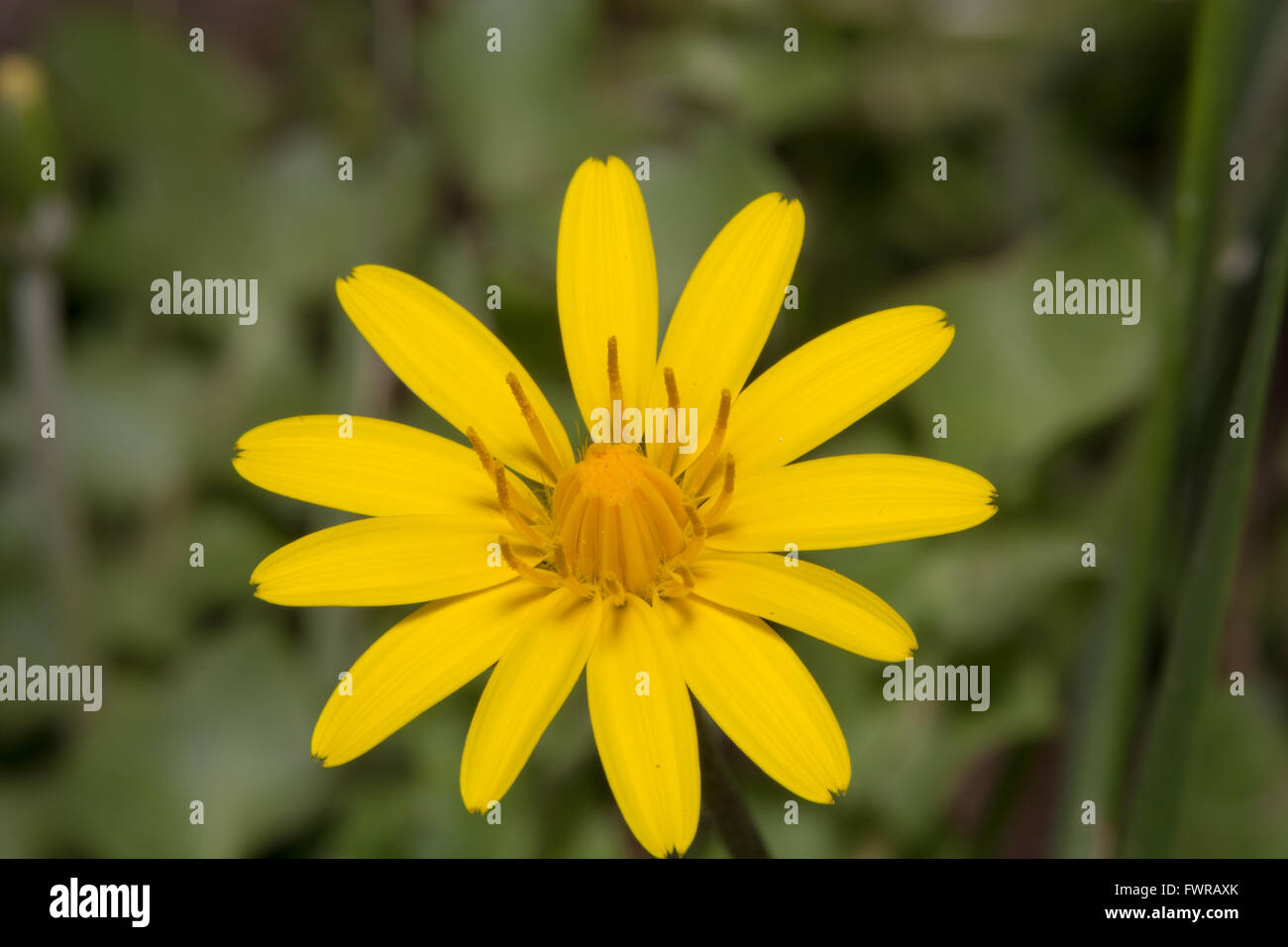 Yellow flower macro Stock Photo - Alamy