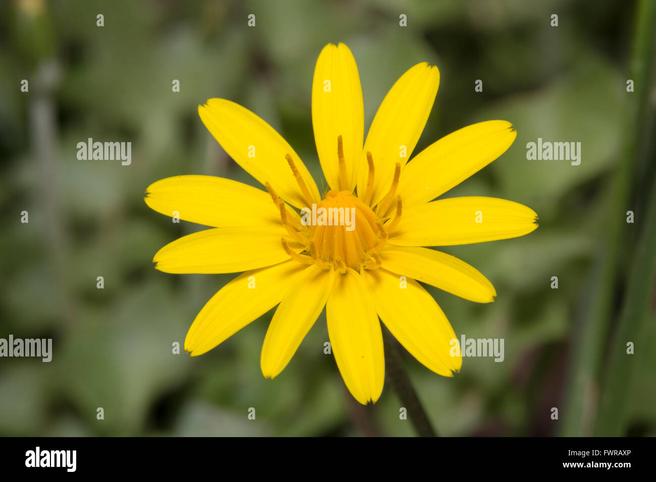 Yellow flower macro Stock Photo - Alamy