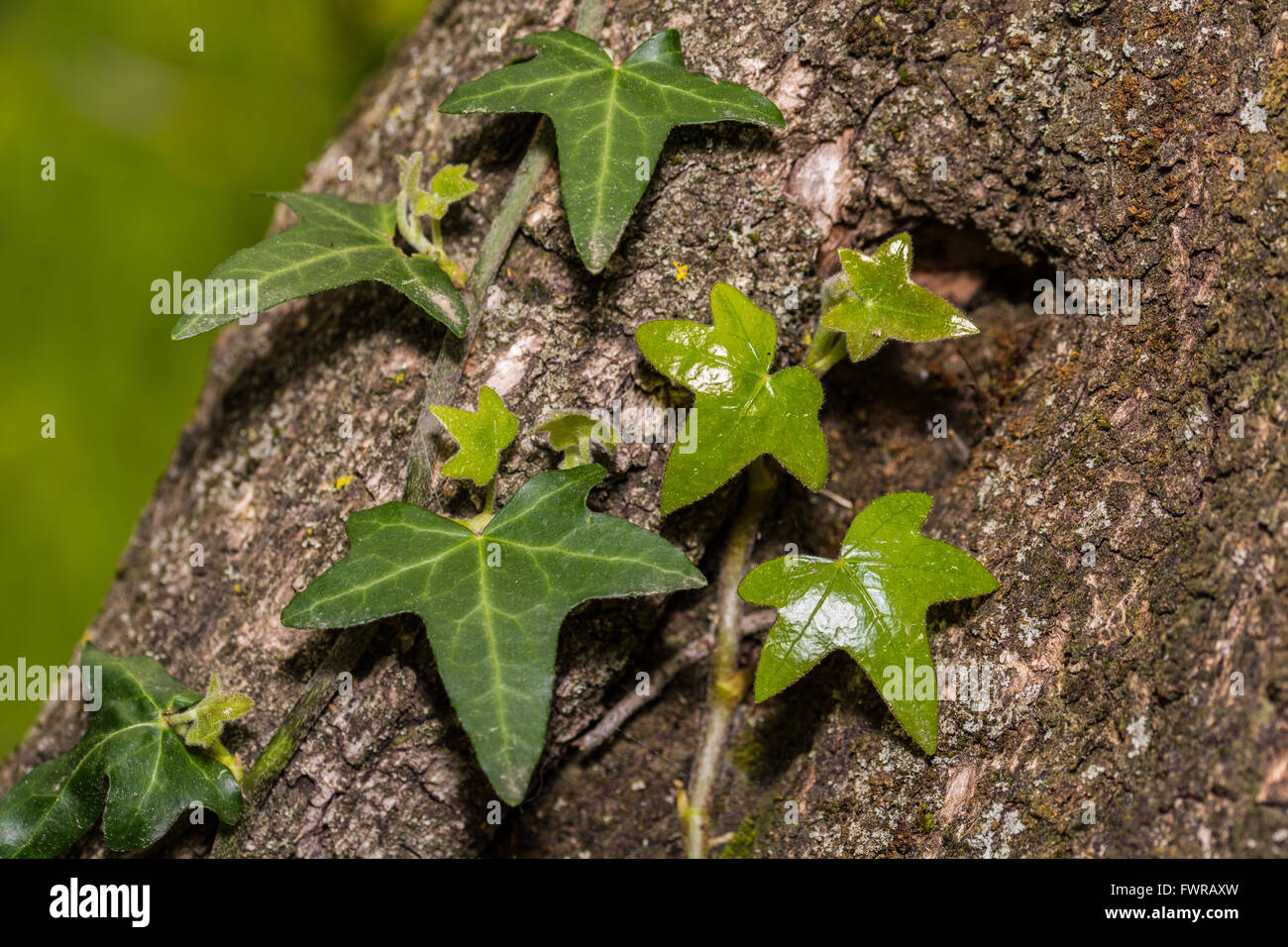 Ivy on tree Stock Photo - Alamy