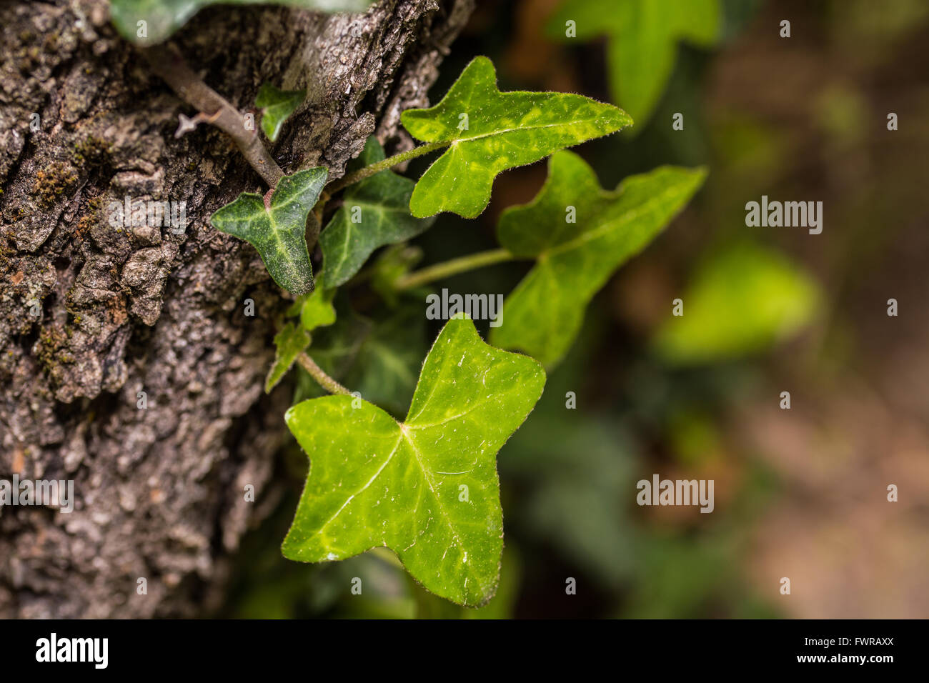 Ivy on tree Stock Photo - Alamy