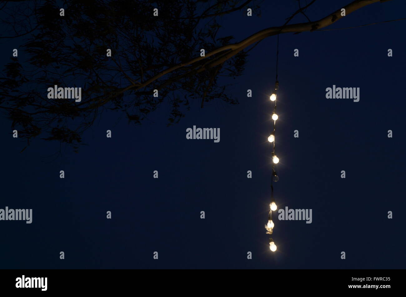string of lights bulb light hanging from trees Stock Photo - Alamy