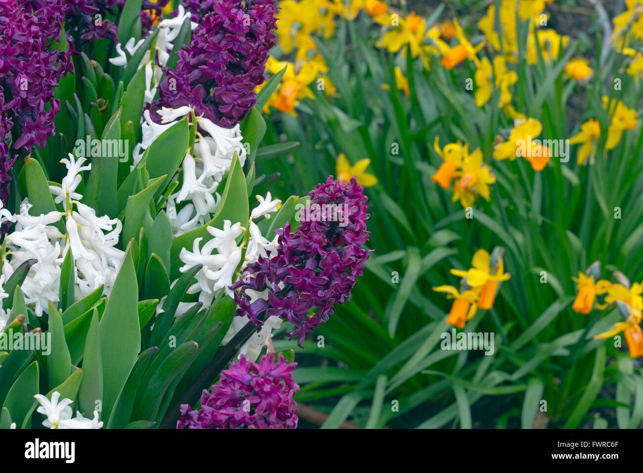 Hyacinths and Daffodils in flower in Spring garden Stock Photo - Alamy