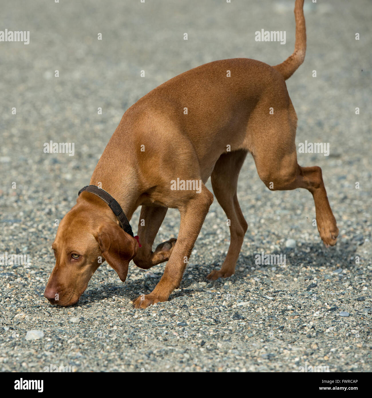 Hungarian hound sniffing a track Stock Photo - Alamy
