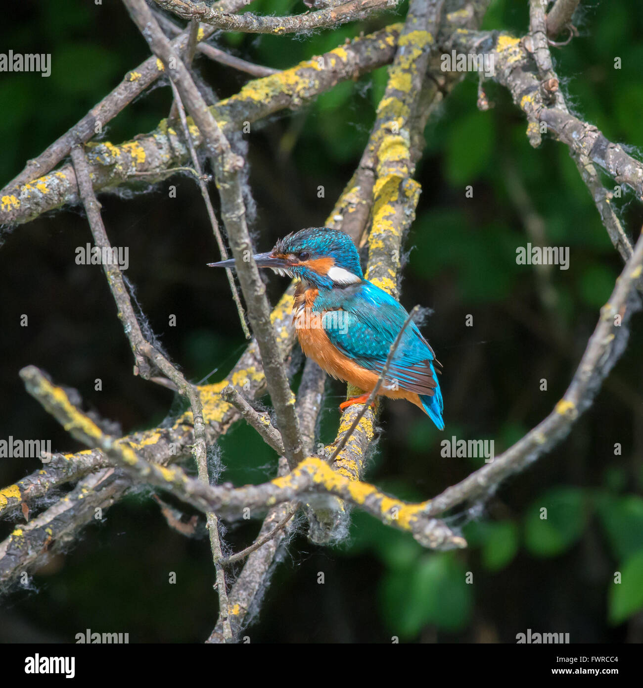 kingfisher in a nature reserve in Italy Stock Photo - Alamy