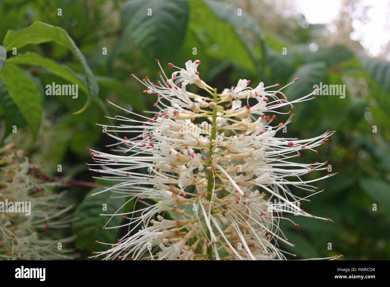 Dwarf horse chestnut Stock Photo - Alamy