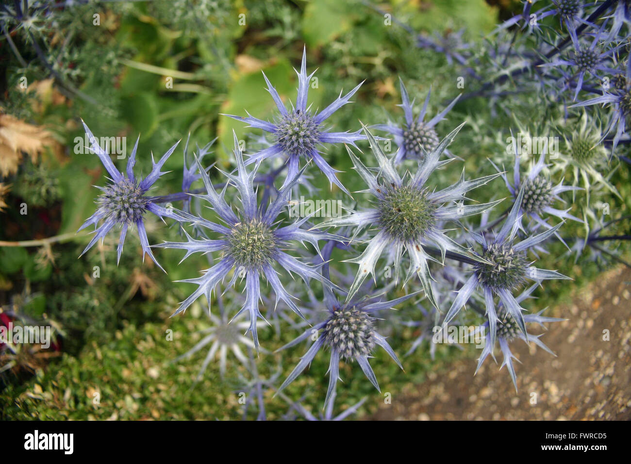 Sea holly plant hi-res stock photography and images - Alamy