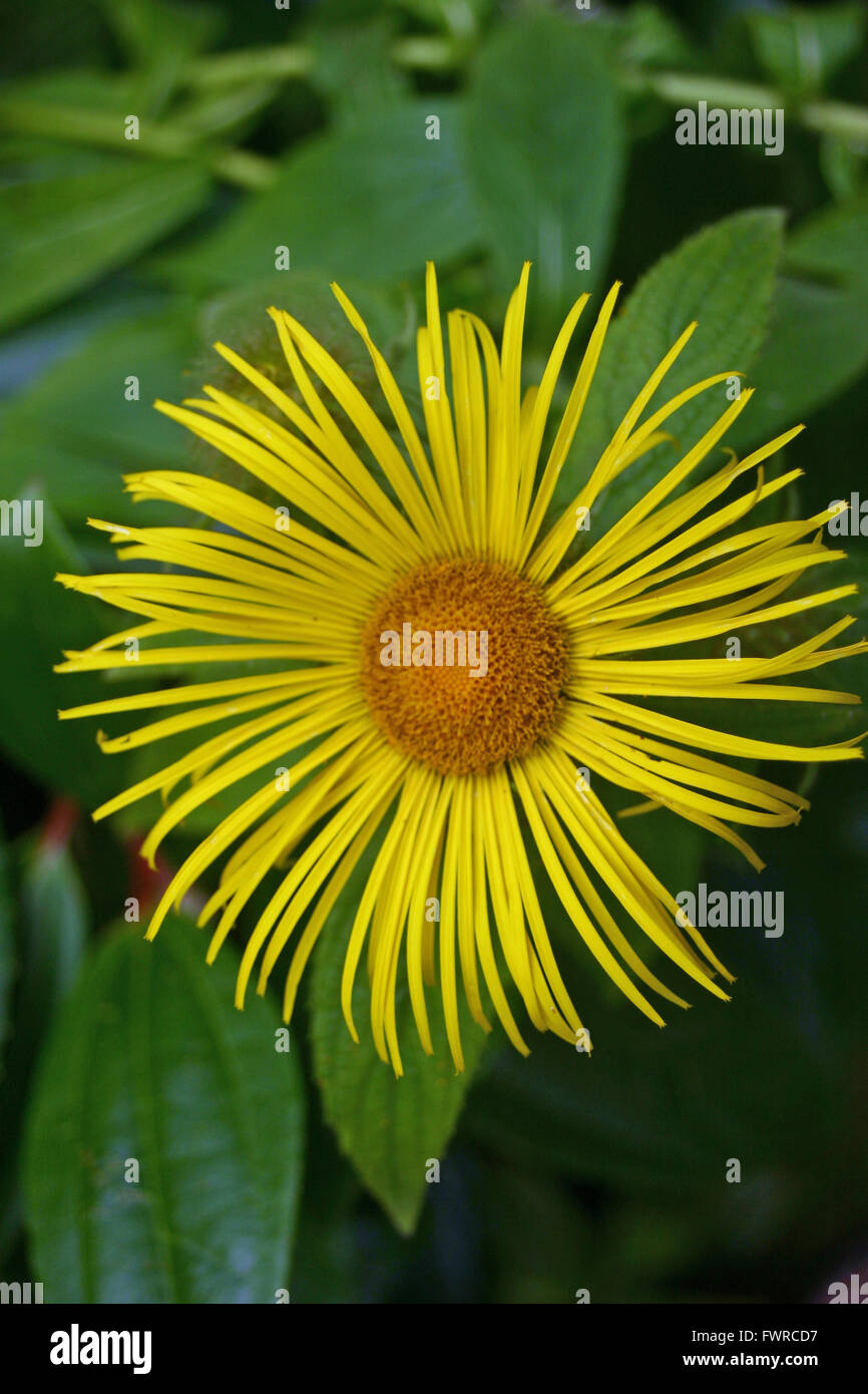 Yellow daisy flower Stock Photo - Alamy