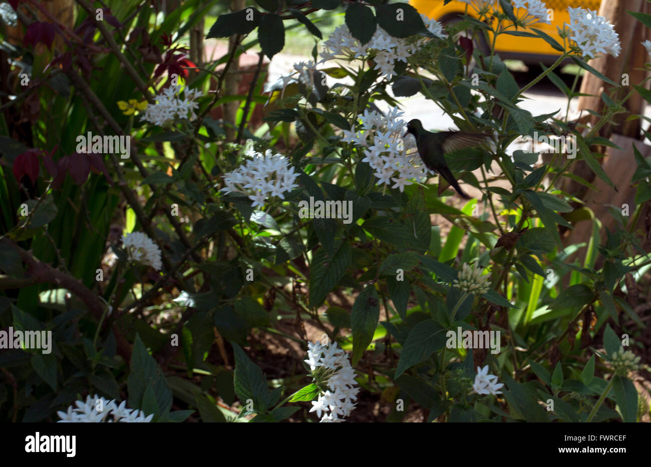 flying colibri in Cuba Stock Photo - Alamy
