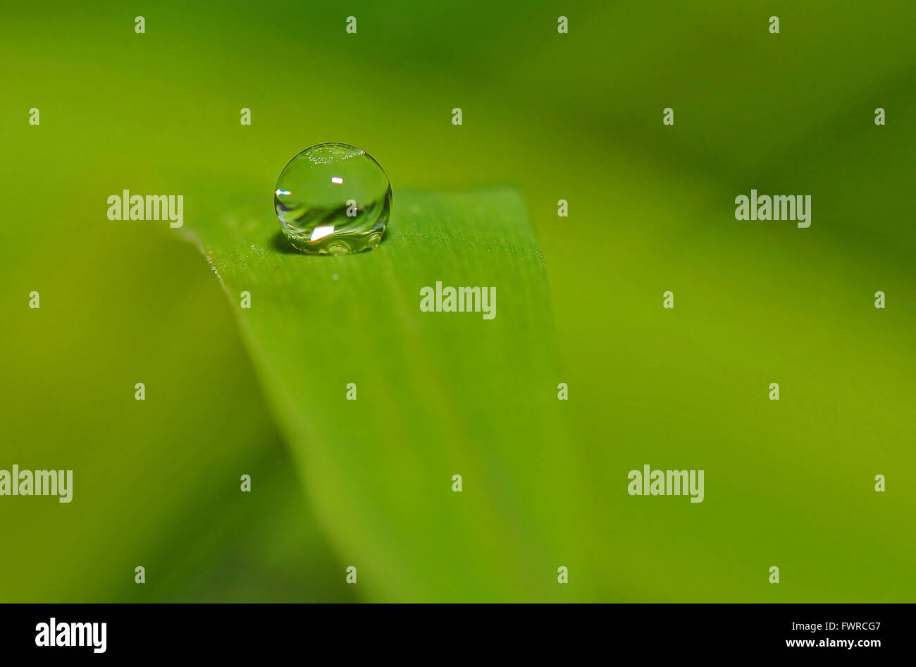 Single water drop on a leaf Stock Photo - Alamy