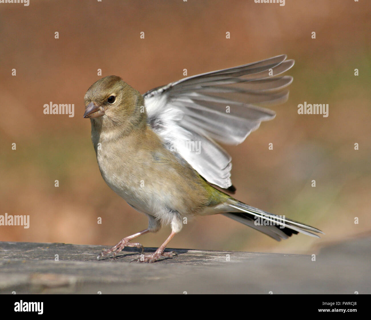 Chaffinch spreading out its wing Stock Photo - Alamy