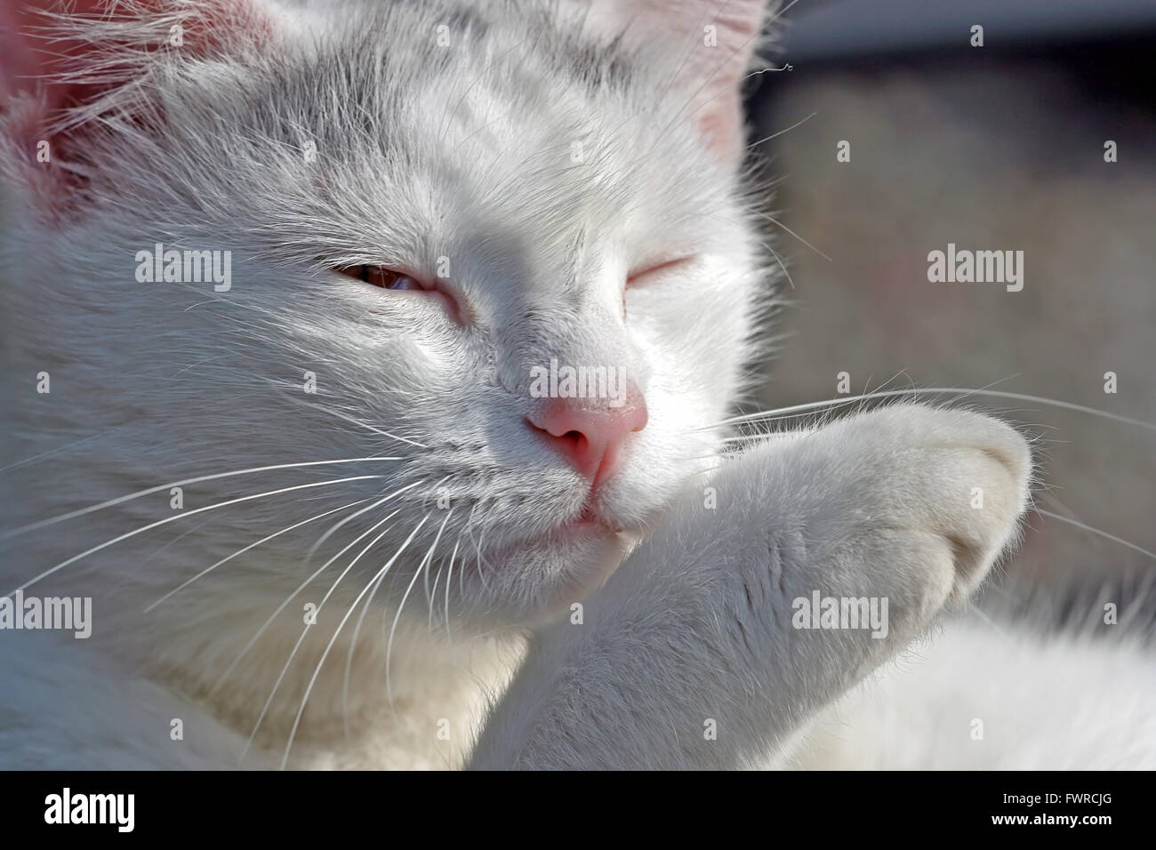 Cat blinking hi-res stock photography and images - Alamy