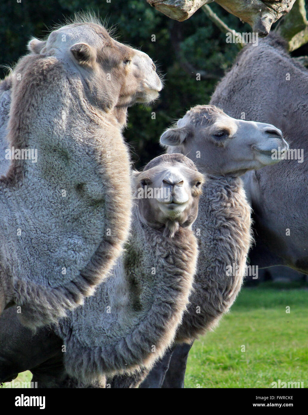 A flock of wild camels Stock Photo - Alamy