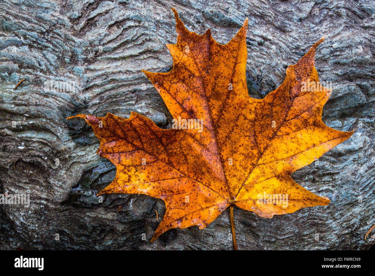 An orange maple leaf on a textured rock in fall in Acadia National Park ...