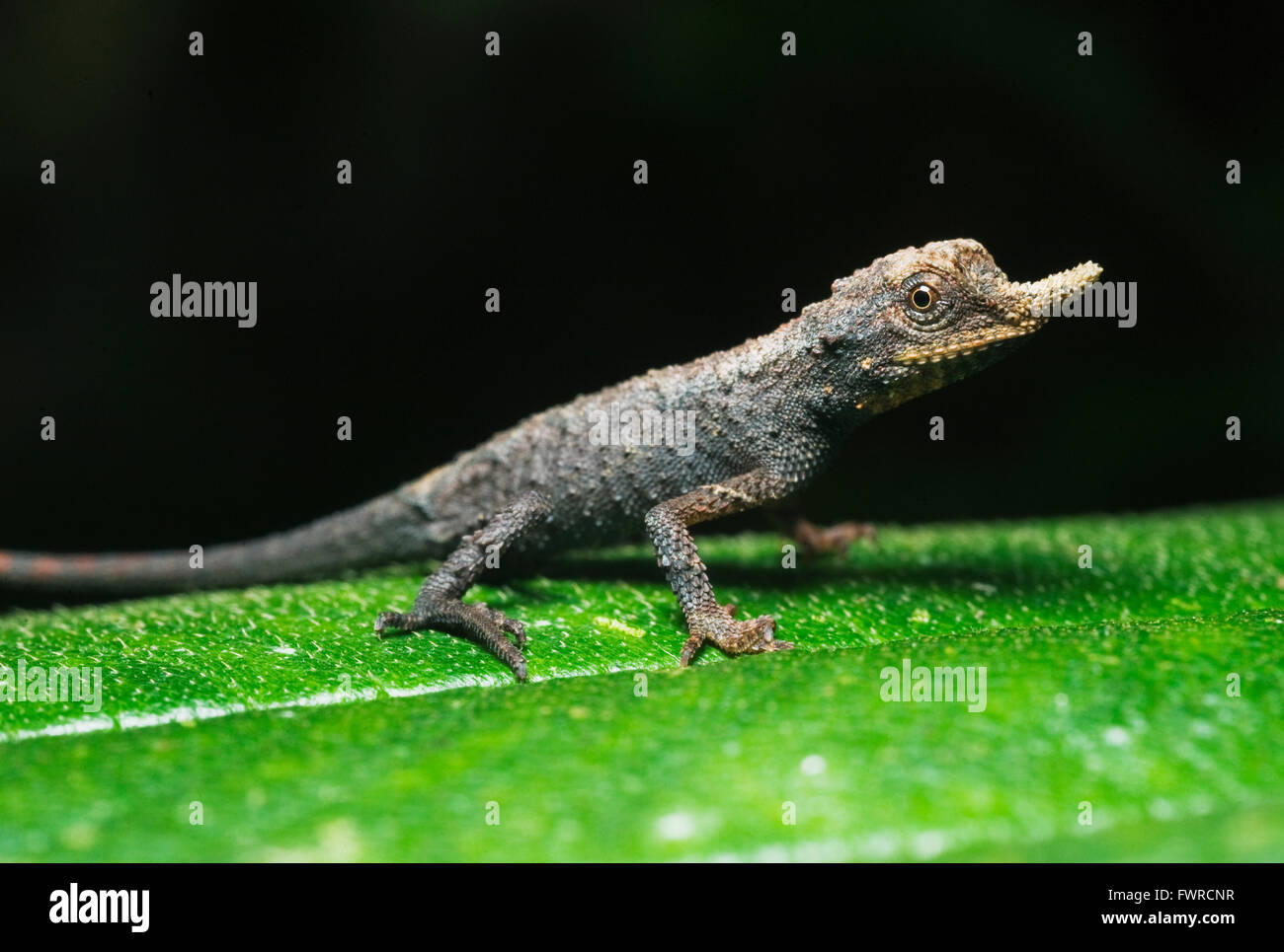 Rough nosed horned lizard ceratophora aspera young hi-res stock ...