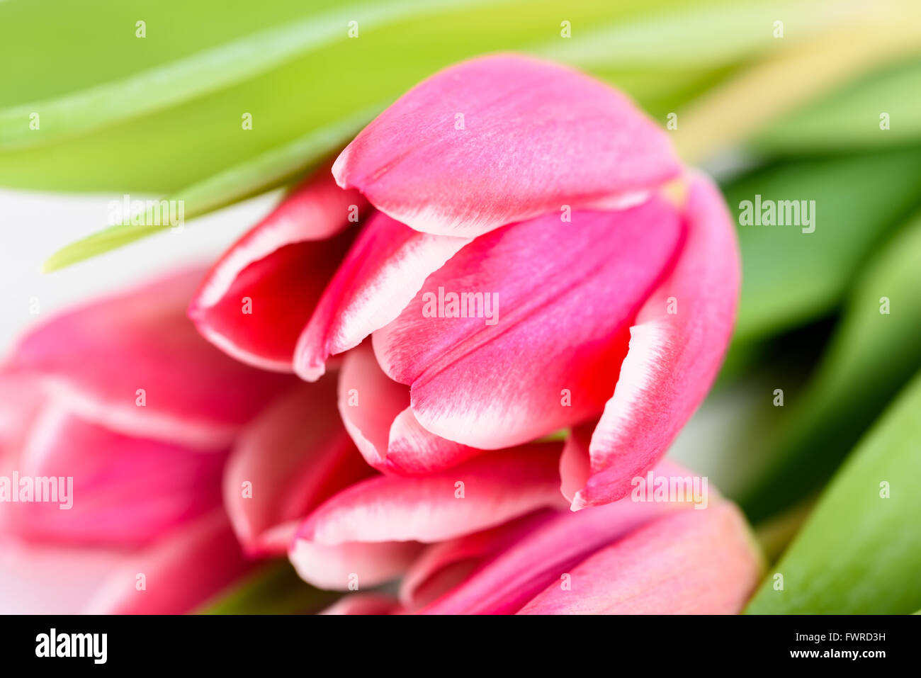 Pink Spring Tulip Stock Photo - Alamy