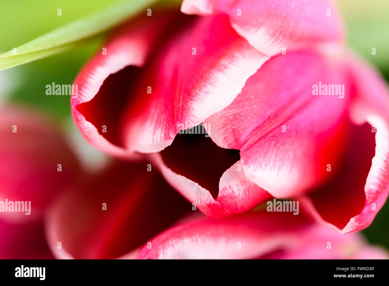 Pink Spring Tulip Stock Photo - Alamy
