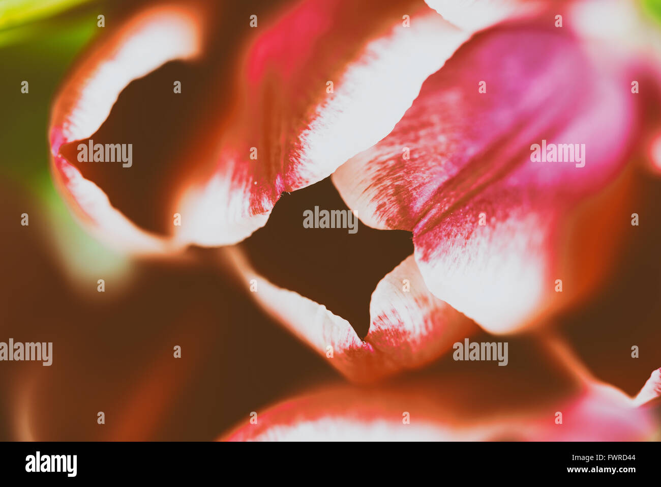 Retro Red Spring Tulip Stock Photo - Alamy