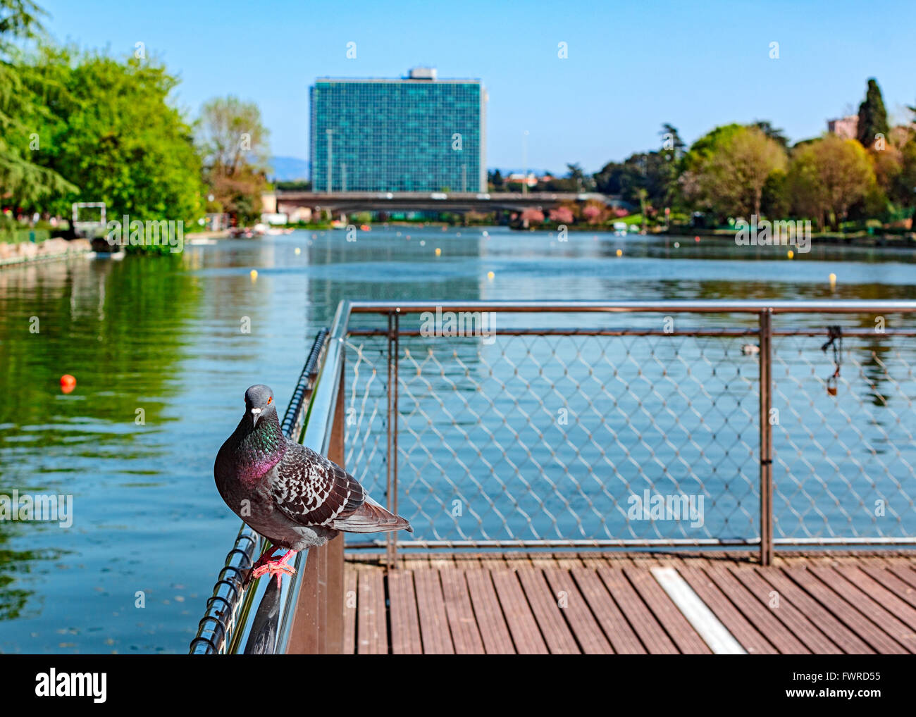 Pigeon lake hi-res stock photography and images - Alamy