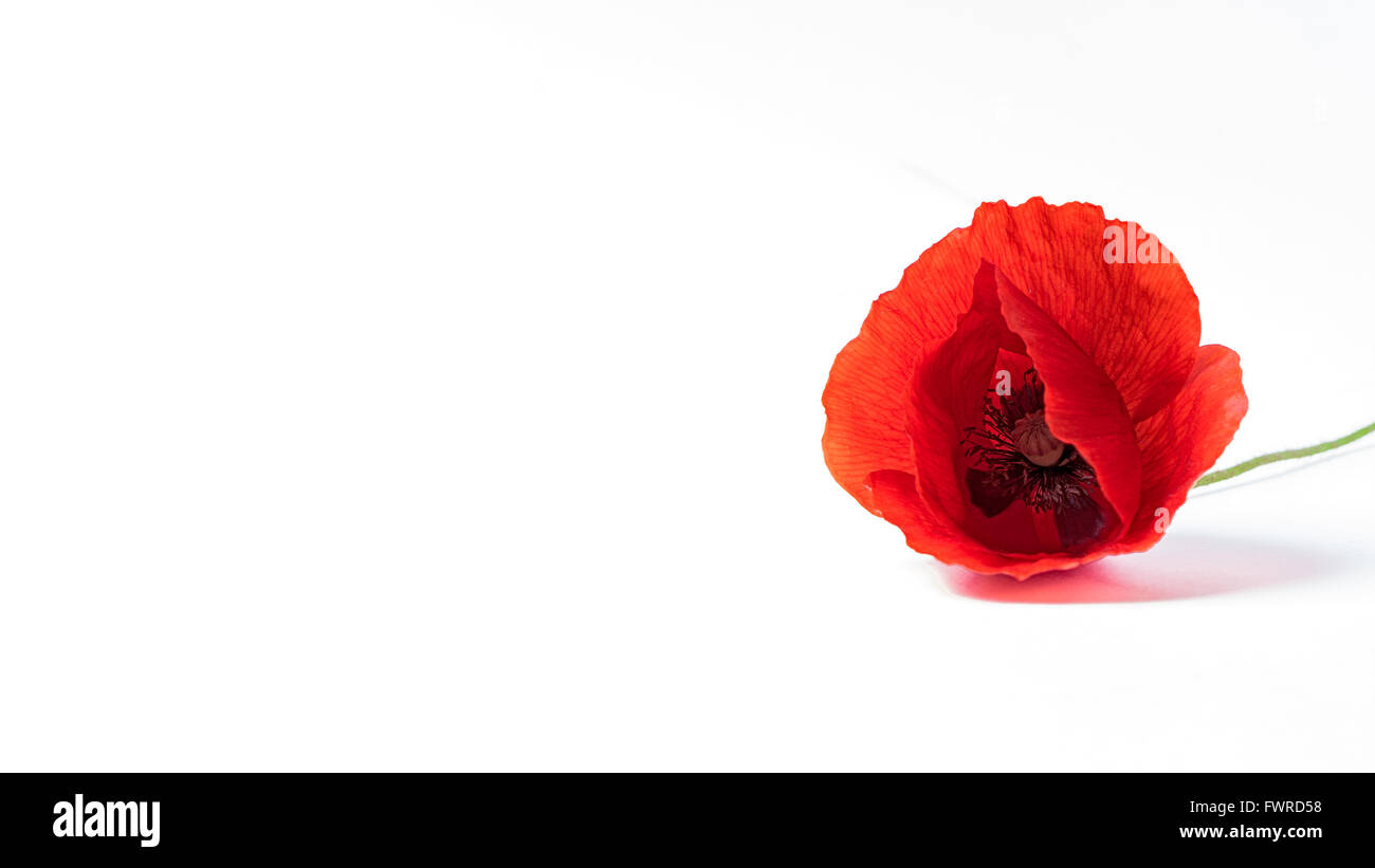 One red poppy on Cut Out Stock Images & Pictures - Alamy