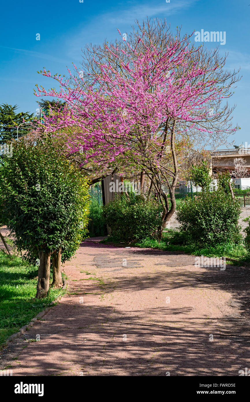 garden path with sakura tree Stock Photo - Alamy