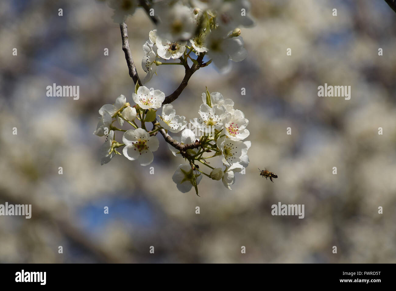 Pollination of flowers by bees pears. White pear flowers is a source of ...