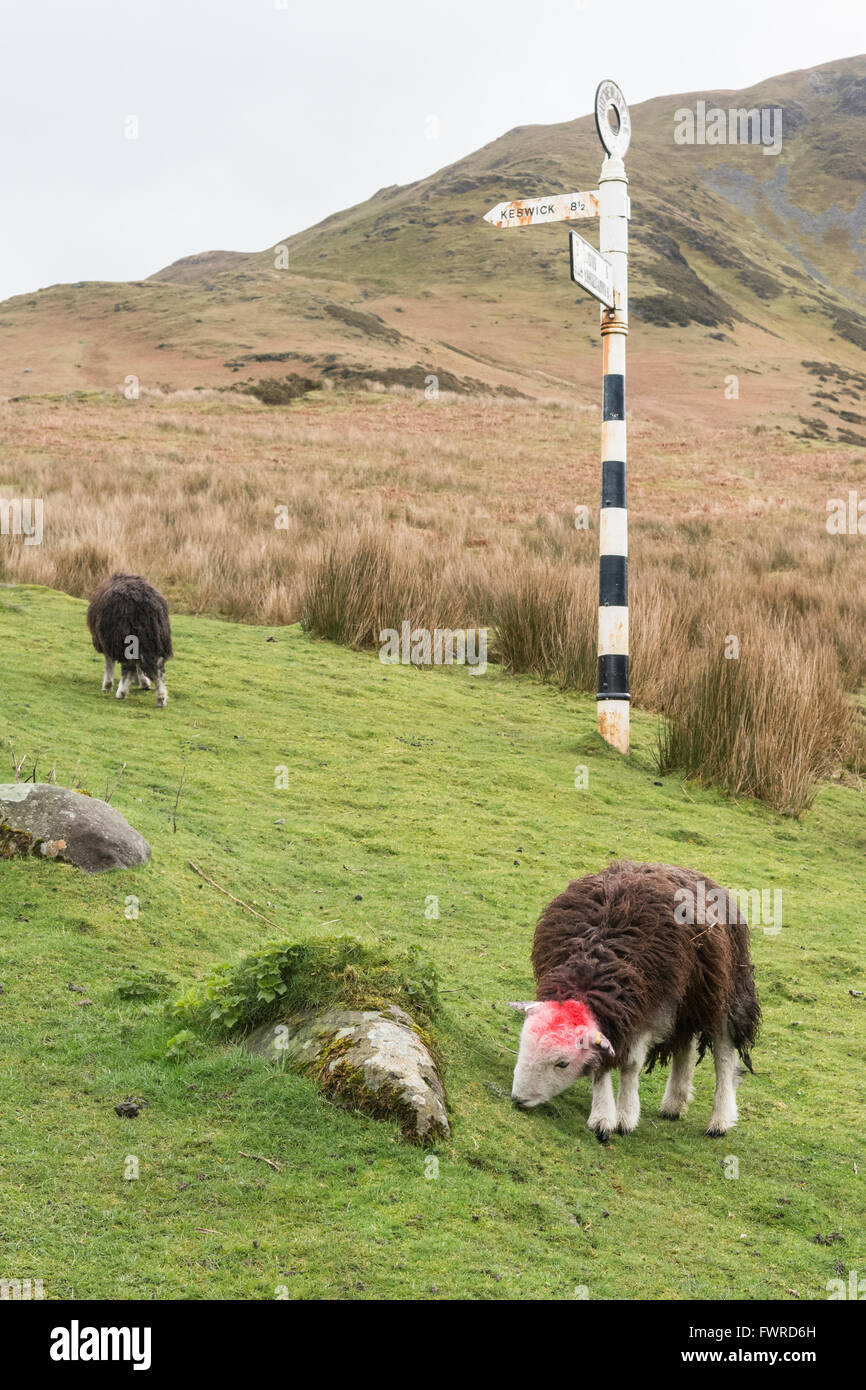 Herdwick sheep lake district hi-res stock photography and images - Alamy