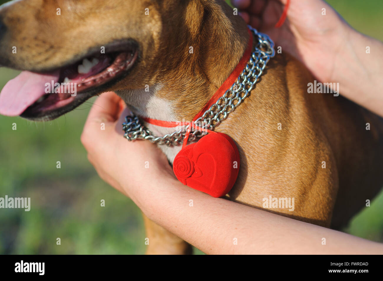 Dog with a box for rings Stock Photo - Alamy
