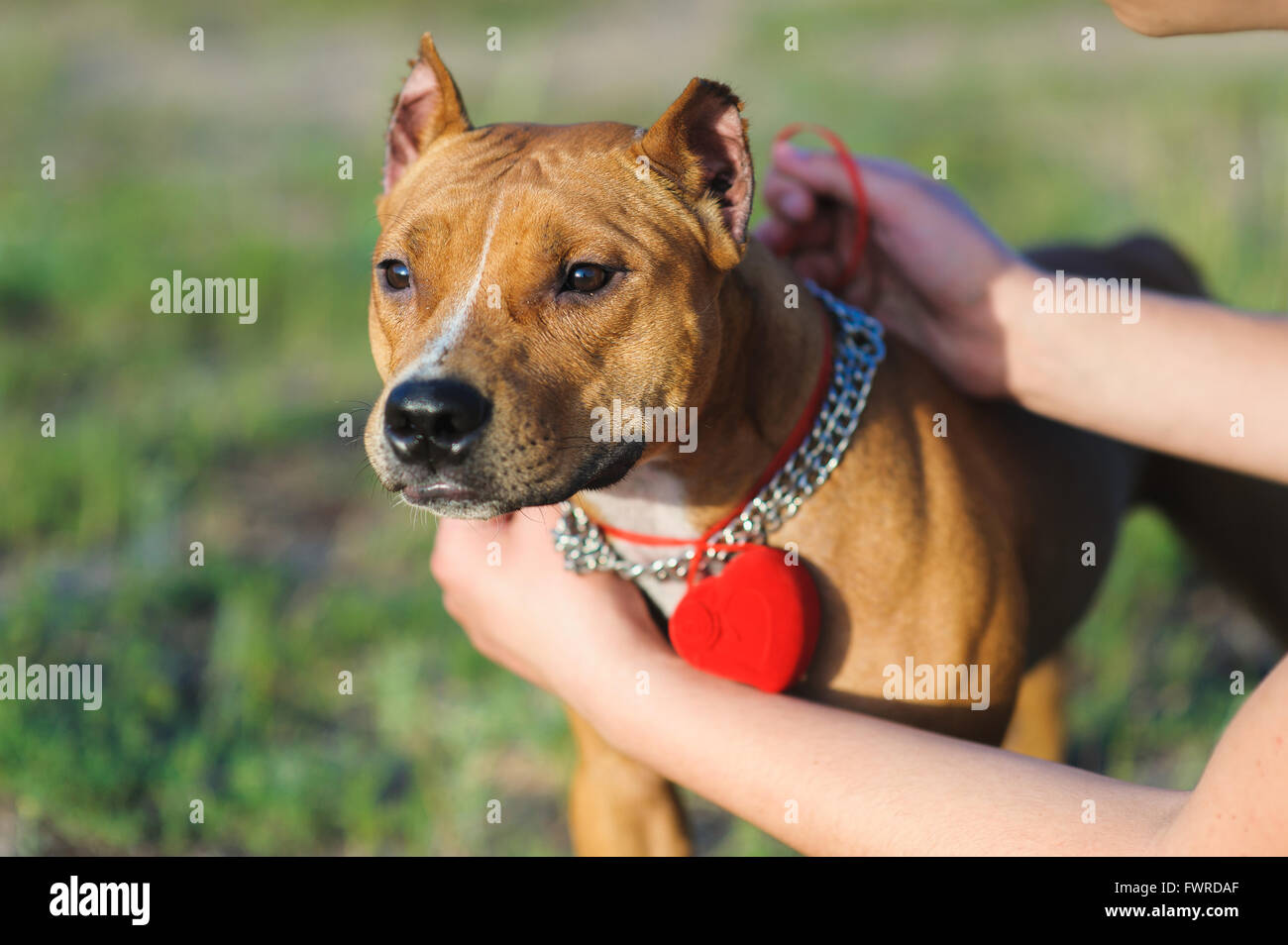Dog with a box for rings Stock Photo - Alamy