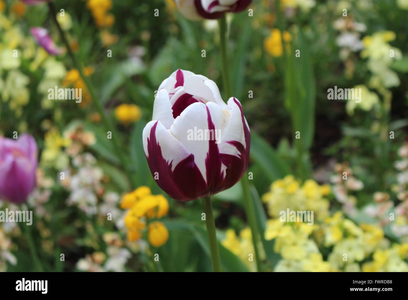 Memorial tulip garden hi-res stock photography and images - Alamy