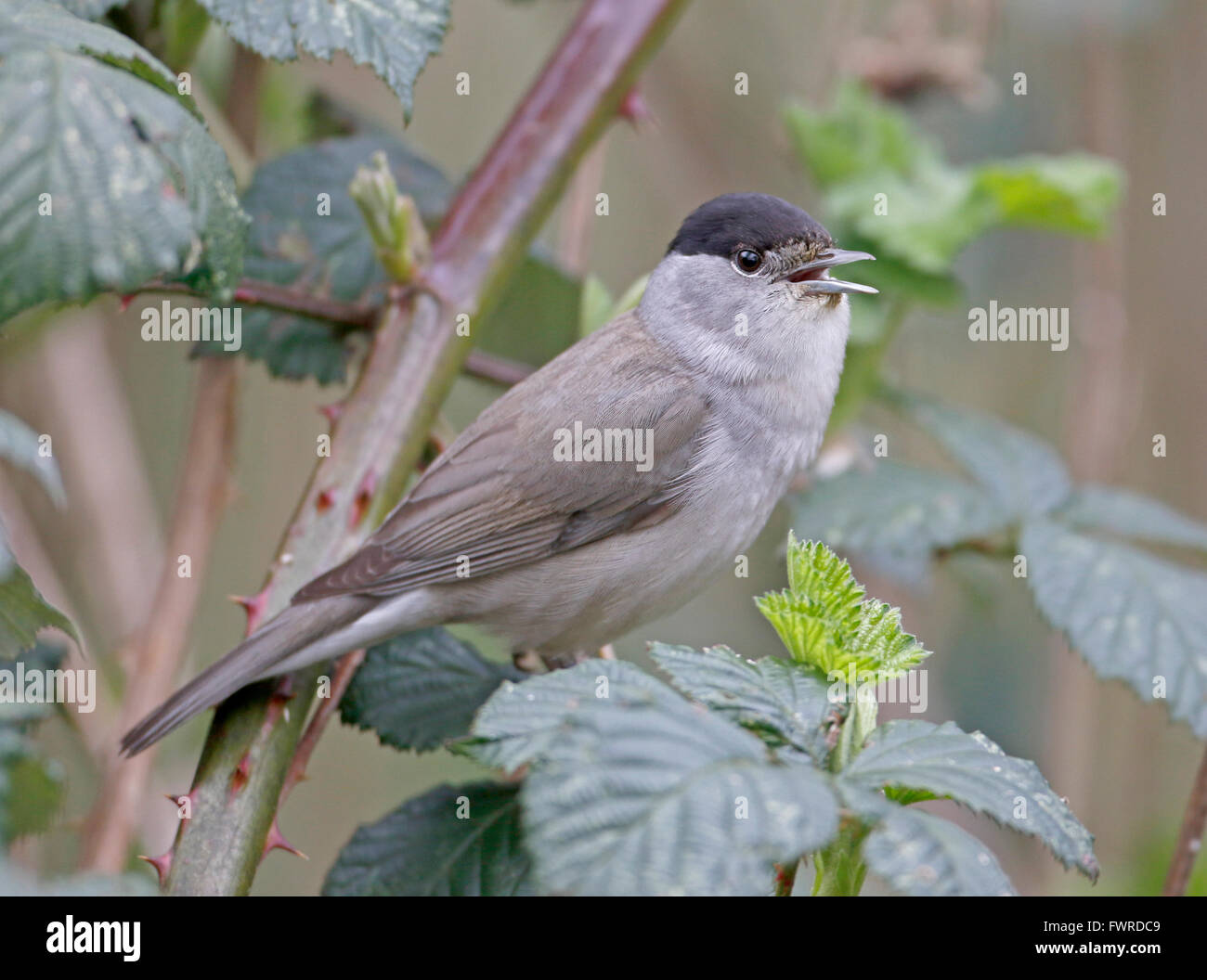 Bird warbler blackcap male song singing hi-res stock photography and ...
