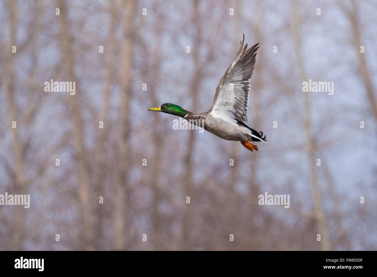 Mallard duck take off hi-res stock photography and images - Alamy