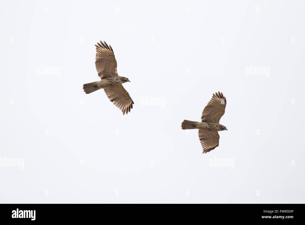 Red-shouldered Hawk in flight Stock Photo - Alamy