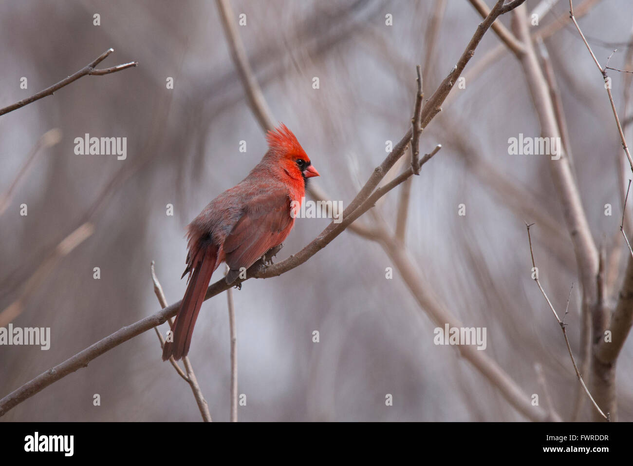Male cardinal spring hi-res stock photography and images - Alamy